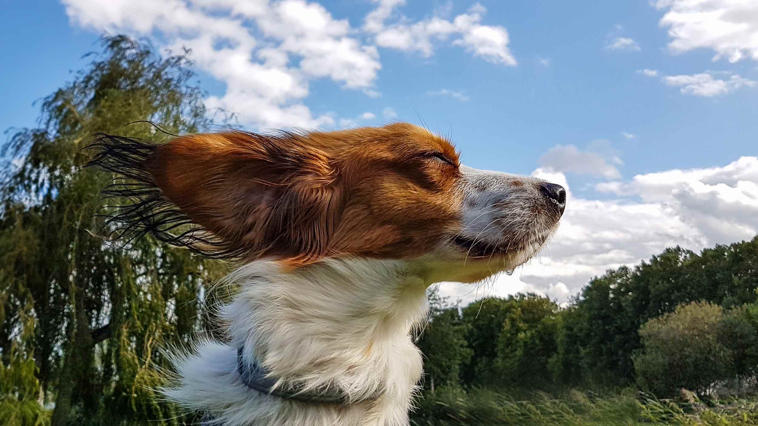 TMV GREEN – Powering the Green Energy